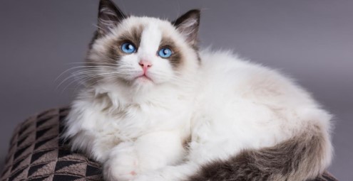 Ragdoll Katten Informatie over het ras, foto's, kenmerken en feiten