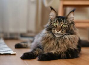 Grote kattenrassen: de grootste katten die er zijn – Belcat