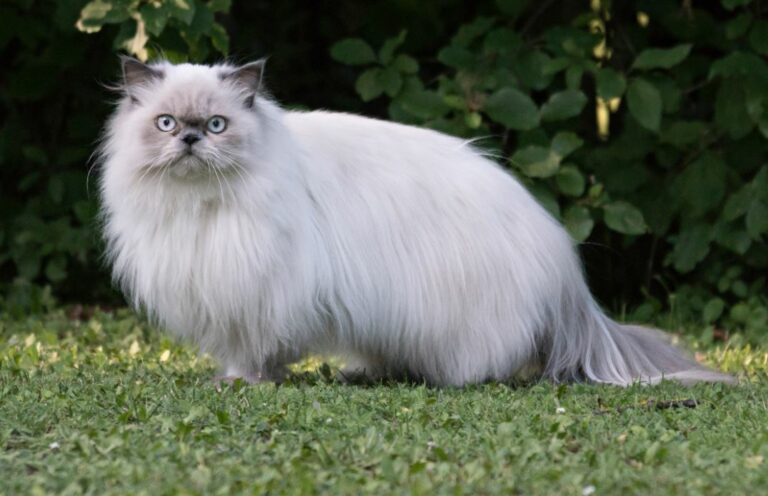 Grote kattenrassen: de grootste katten die er zijn – Belcat