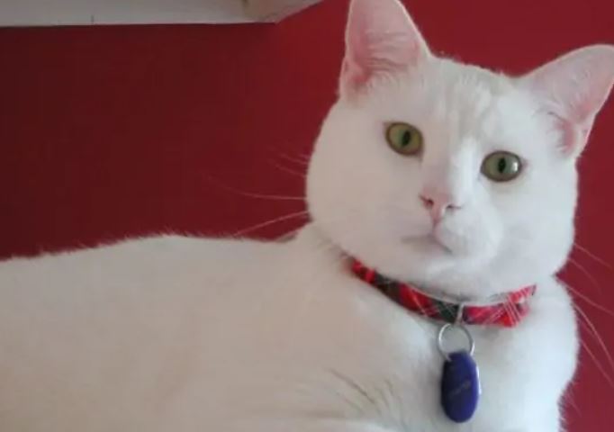 22 Witte Kattenrassen met prachtige vachten – Belcat