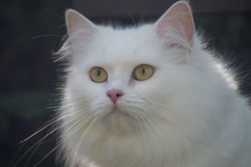 22 Witte Kattenrassen met prachtige vachten – Belcat