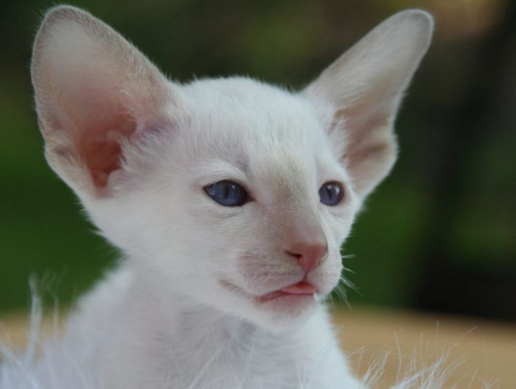 22 Witte Kattenrassen met prachtige vachten – Belcat