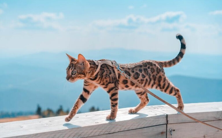 Hoe een Bengaalse kat leren lopen aan de lijn? – Belcat