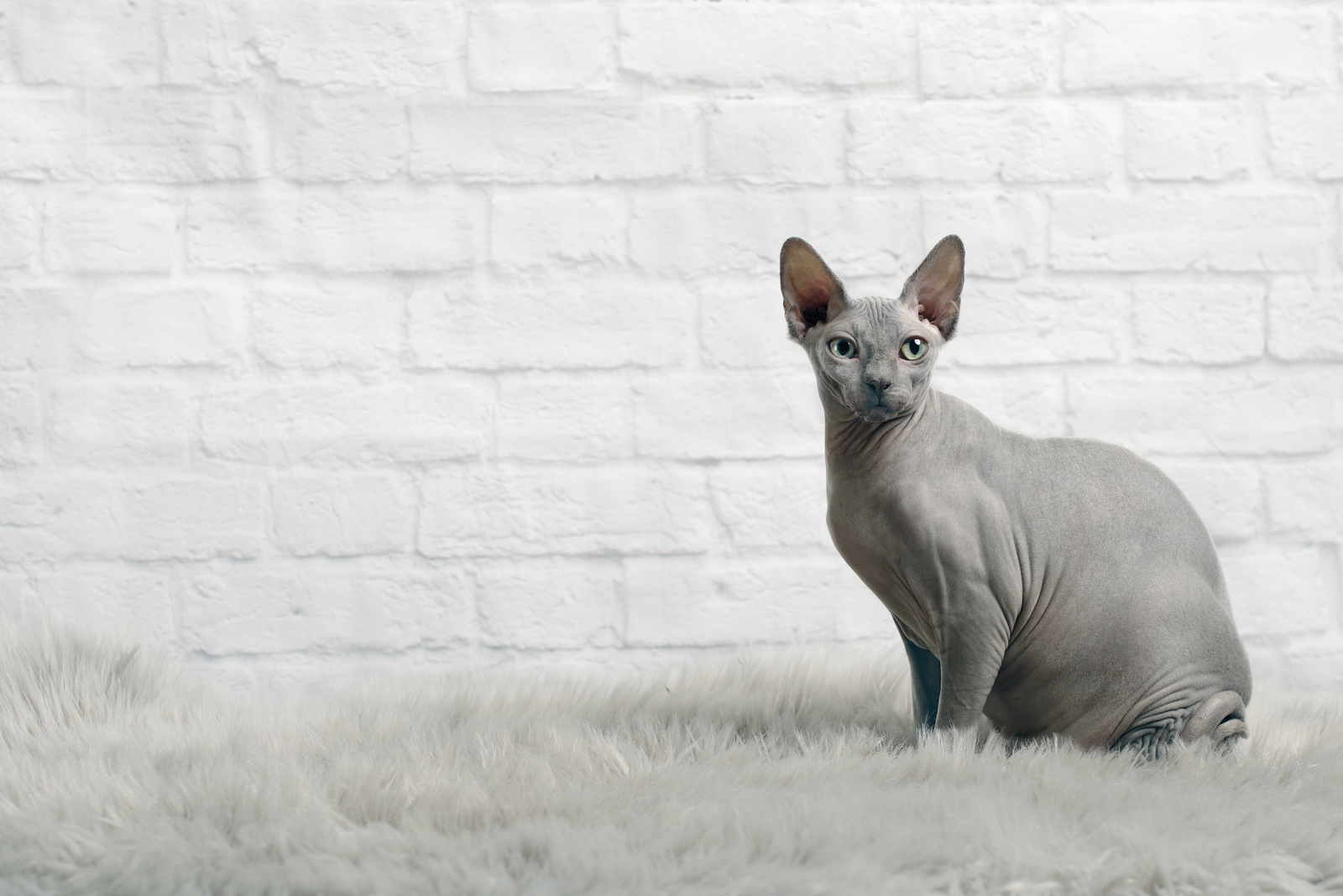 13 Sphynx Kattenfokkers – Het beste van het beste