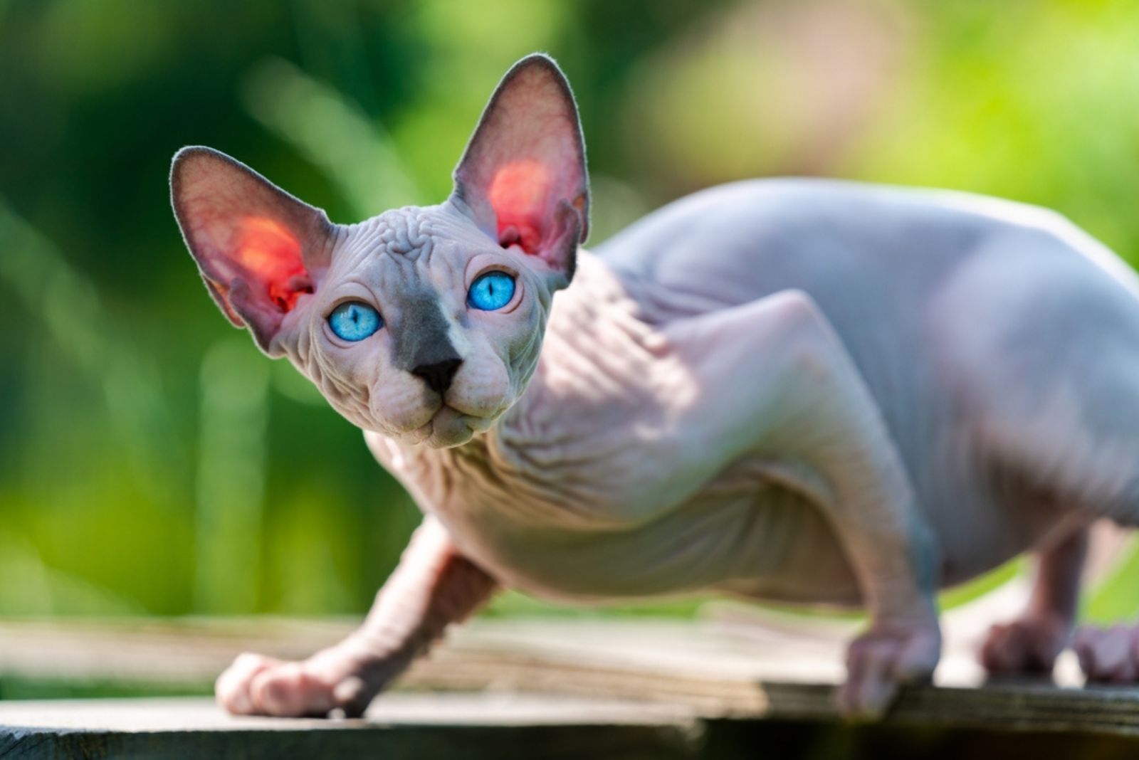 13 Sphynx Kattenfokkers – Het beste van het beste