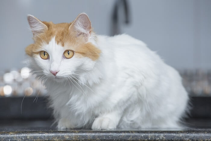De 10 grootste kattenrassen – grootste huiskatten ter wereld - Belcat