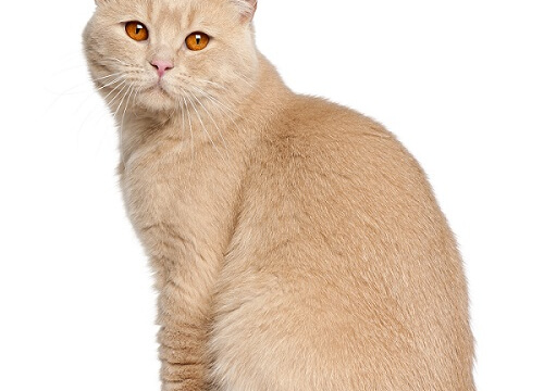 De 10 grootste kattenrassen – grootste huiskatten ter wereld