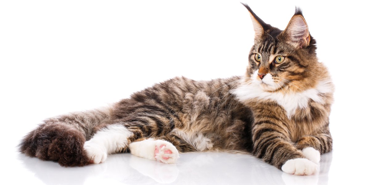 De 10 grootste kattenrassen – grootste huiskatten ter wereld