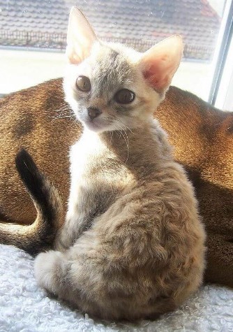 German Rex kat – Belcat