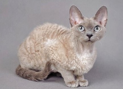 German Rex kat – Belcat