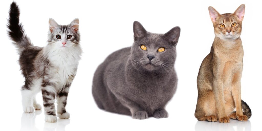 Oude kattenrassen: de oudste kattenrassen die nog steeds bestaan, zelfs ...
