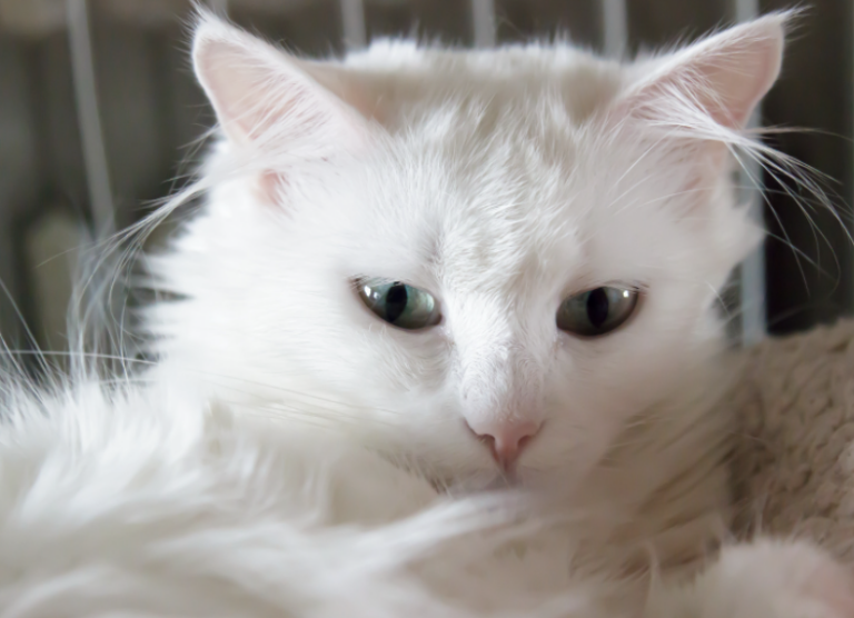 Turkse Angora Kat Persoonlijkheid: Hoe Handelen Turkse Angoras? - Belcat