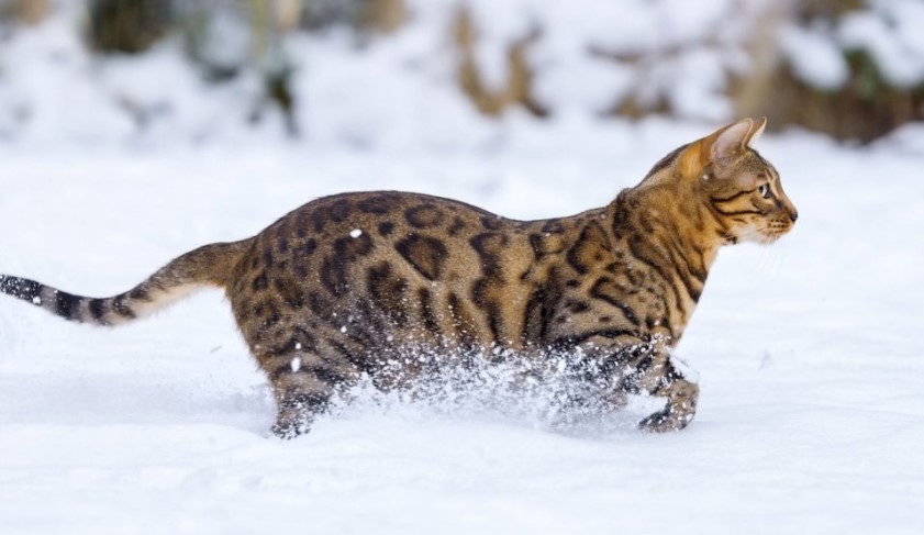 Tips om uw kat in de winter buiten te laten – Belcat
