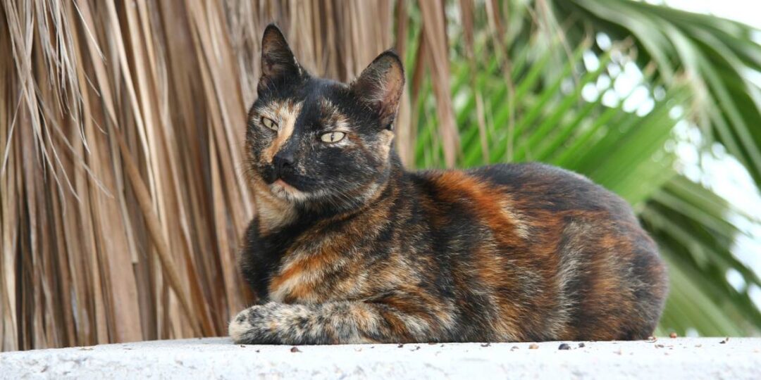 Schildpadkatten: feiten, persoonlijkheid, levensduur en foto's - Belcat