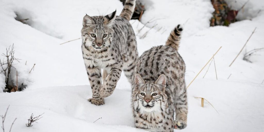 Zijn Bobcats geweldige huisdieren? - Belcat