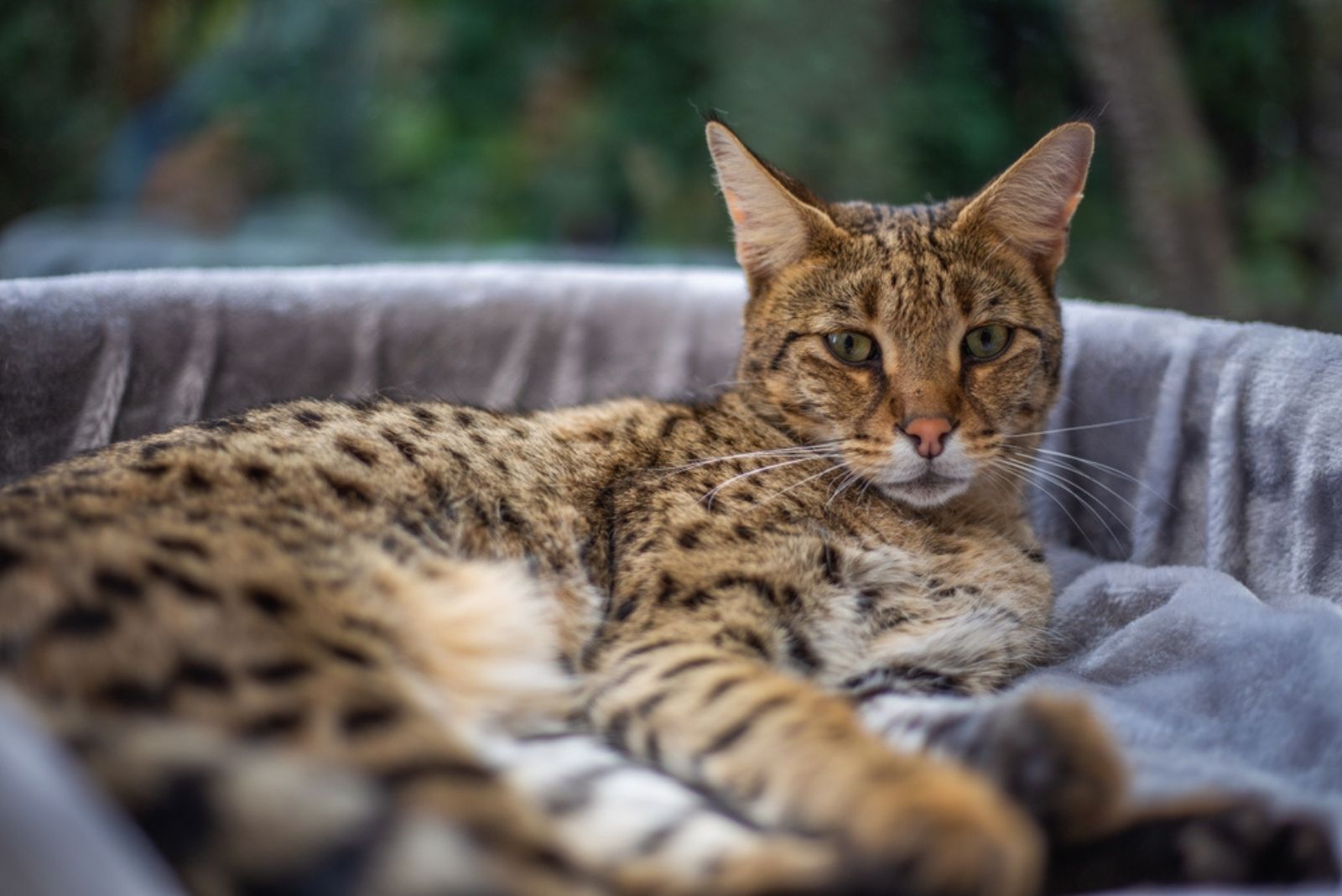 Cat Quality Of Life Chart – Bepaal de gezondheid van de kat