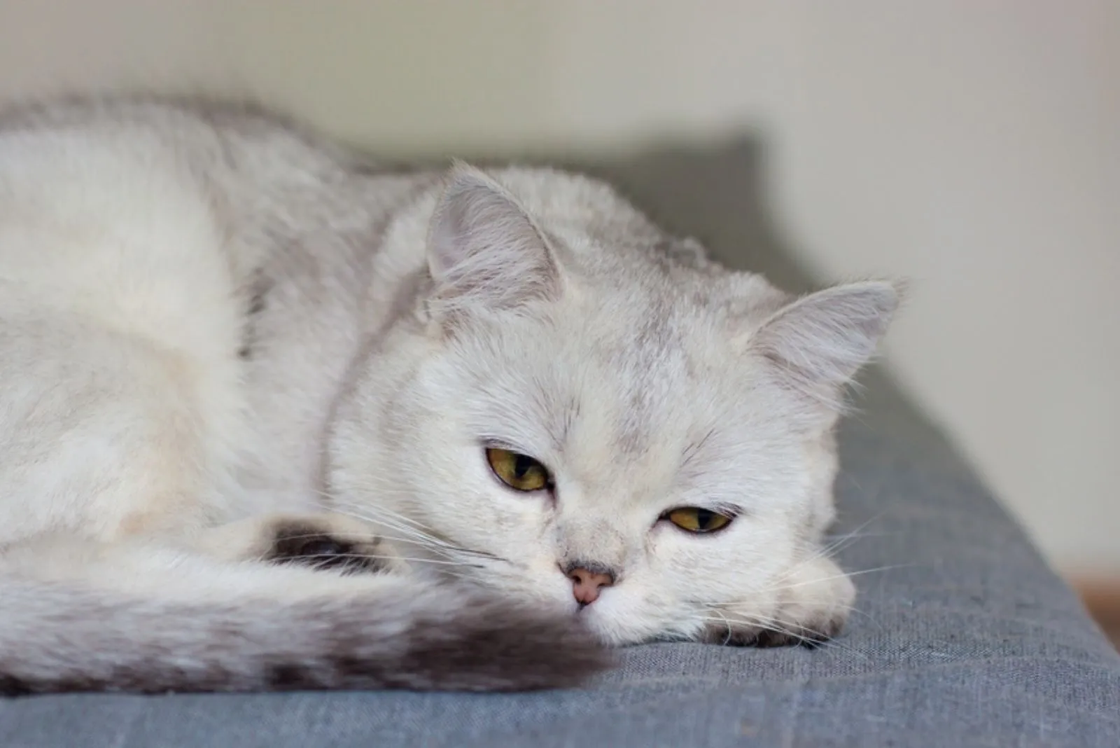 Cat Quality Of Life Chart – Bepaal de gezondheid van de kat - Belcat
