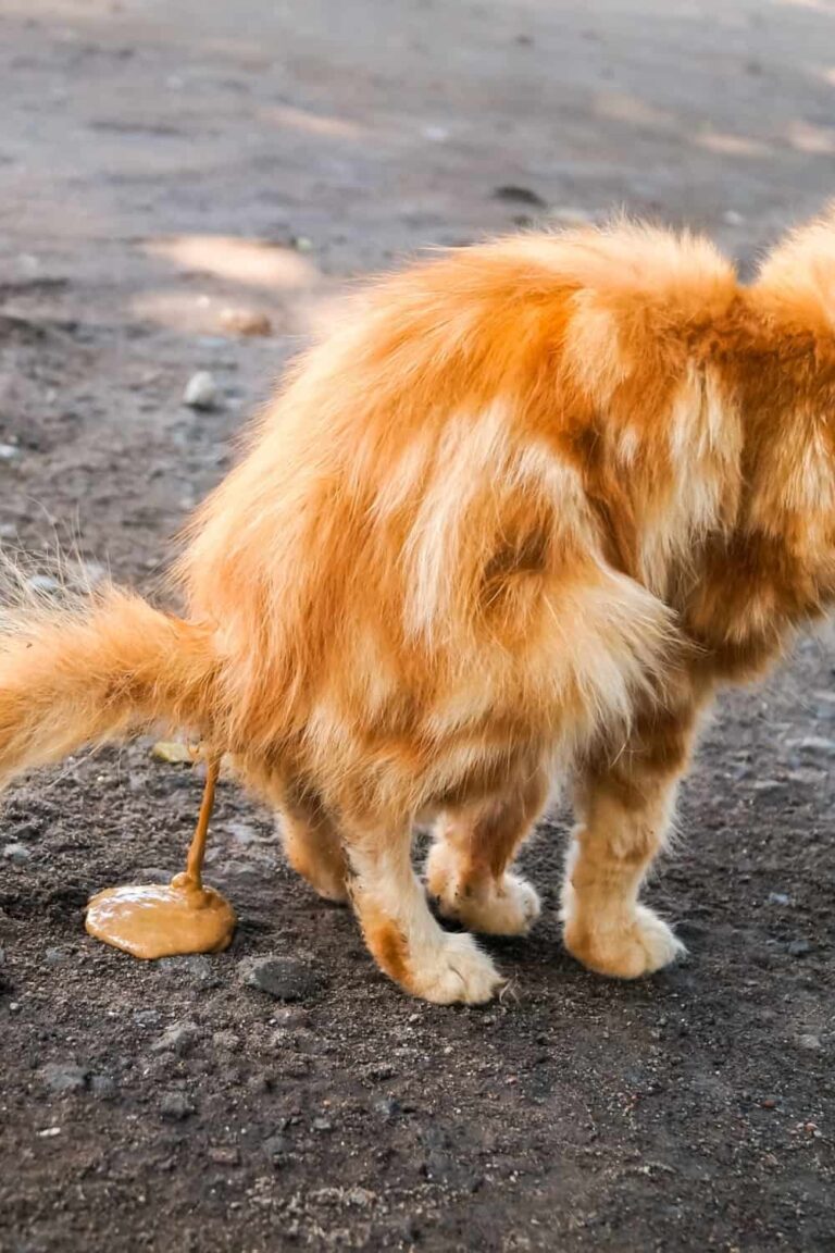 5 verklaringen voor oranje kattenpoep en wat te doen om te helpen - Belcat